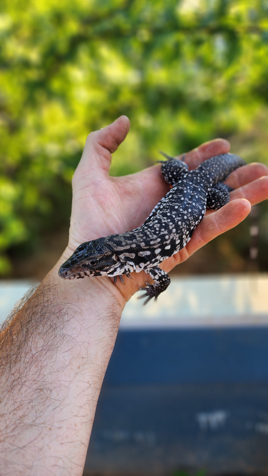 Available Reptiles – RoseCityReptilesTX