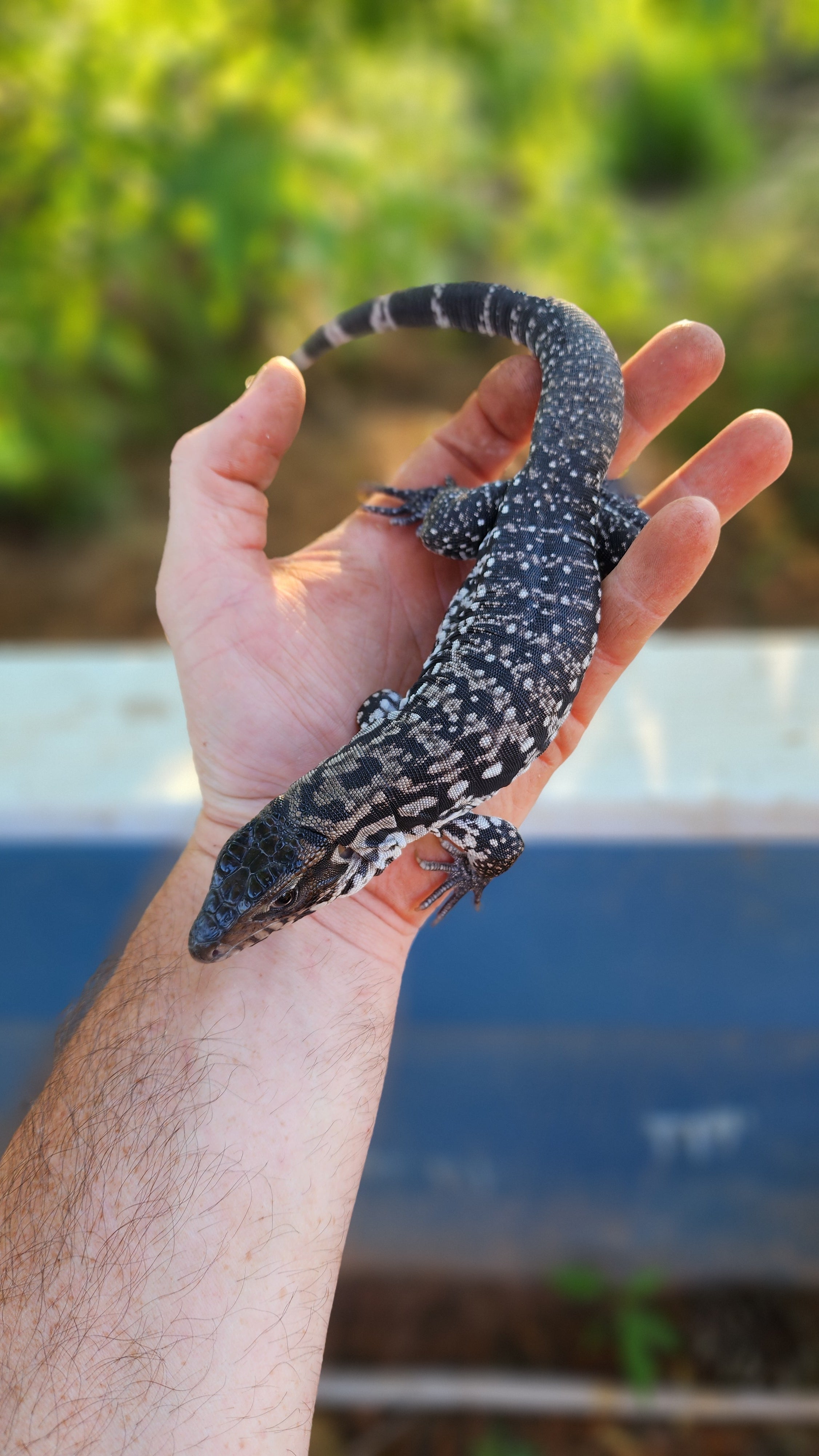 RoseCityReptilesTX