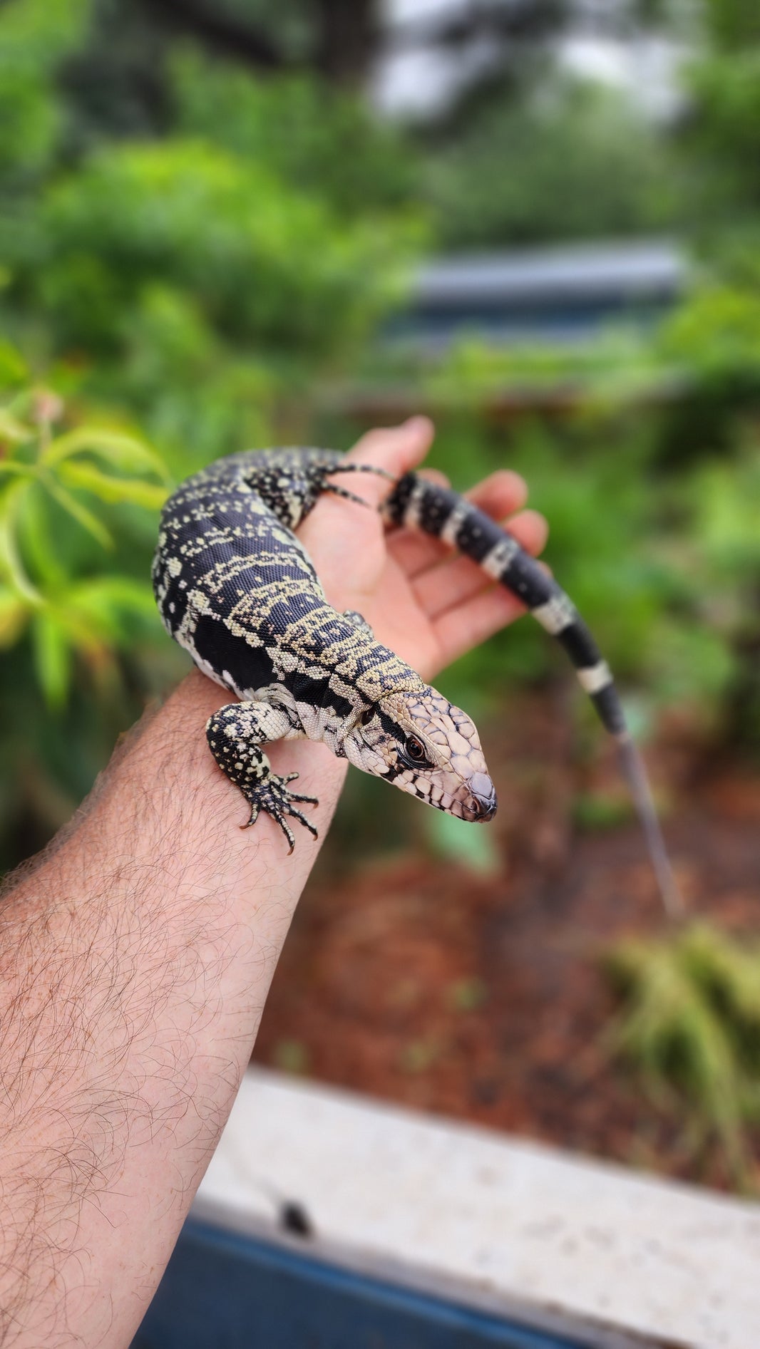 Available Reptiles – RoseCityReptilesTX