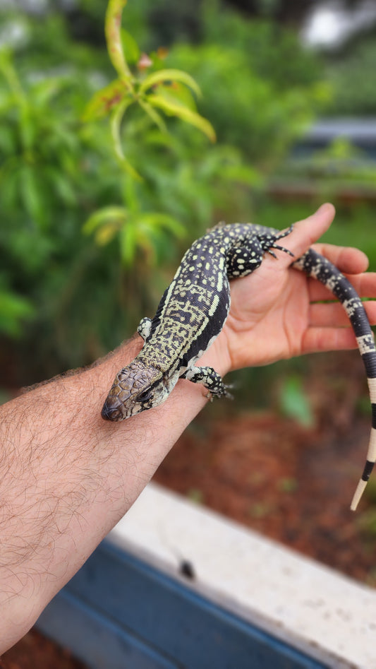 Available Reptiles – RoseCityReptilesTX