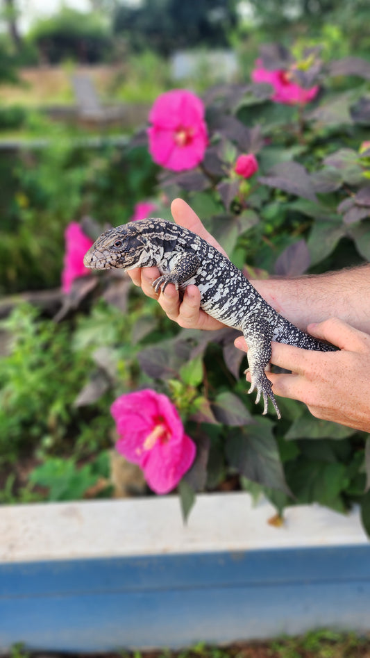 Available Reptiles – RoseCityReptilesTX