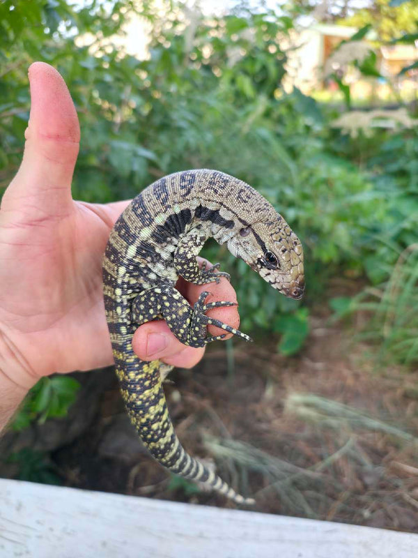 "We pick" Blue Tegu – RoseCityReptilesTX